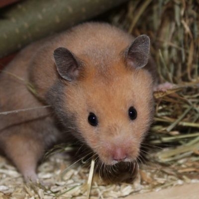 Galerie - Die schönsten Hamster Bilder - Hamster-Haltung.de