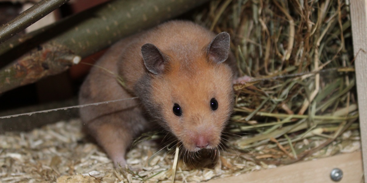 Goldhamster Portrait: Welche Eigenschaften hat der goldige Hamster?