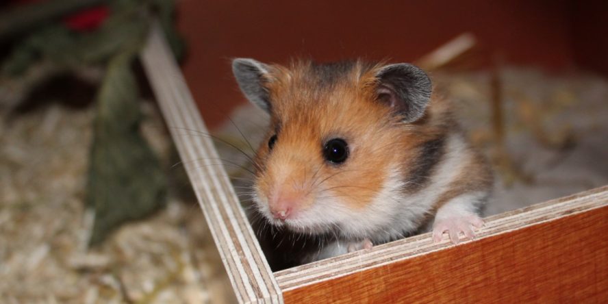 Alle Hamsterarten mit Bildern ⇒ Welcher Hamster passt zu mir?