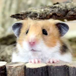 Galerie - Die schönsten Hamster Bilder - Hamster-Haltung.de