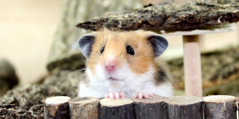 Teddyhamster Ernährung: Artgerechtes Futter für die speziellen Ansprüche