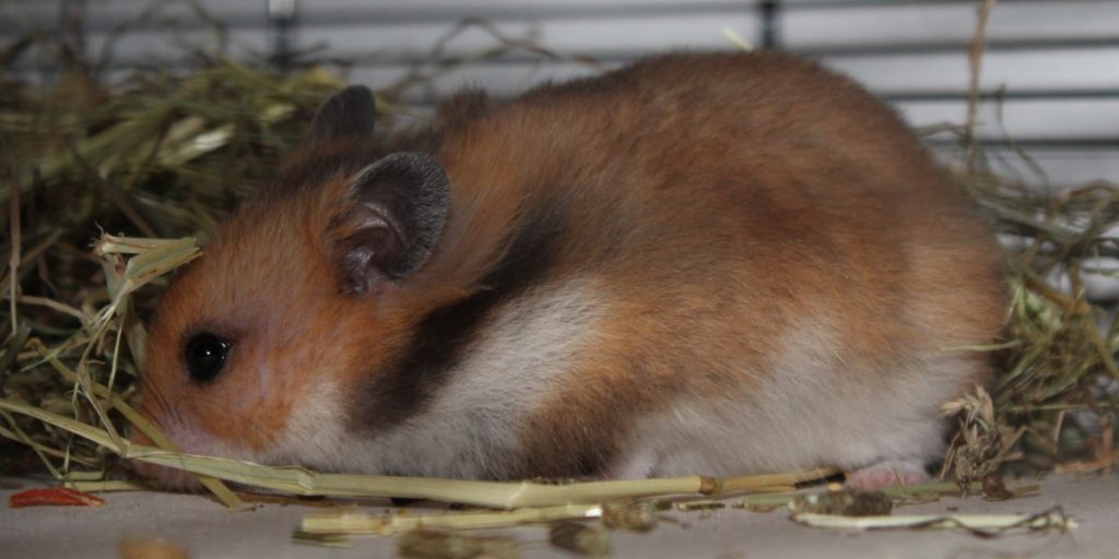 Teddyhamster Portrait: Welche Eigenschaften hat der plüschige Hamster?