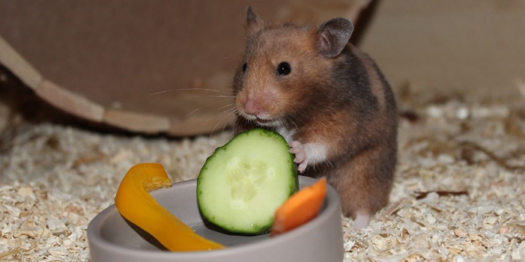 Goldhamster Portrait: Welche Eigenschaften hat der goldige Hamster?