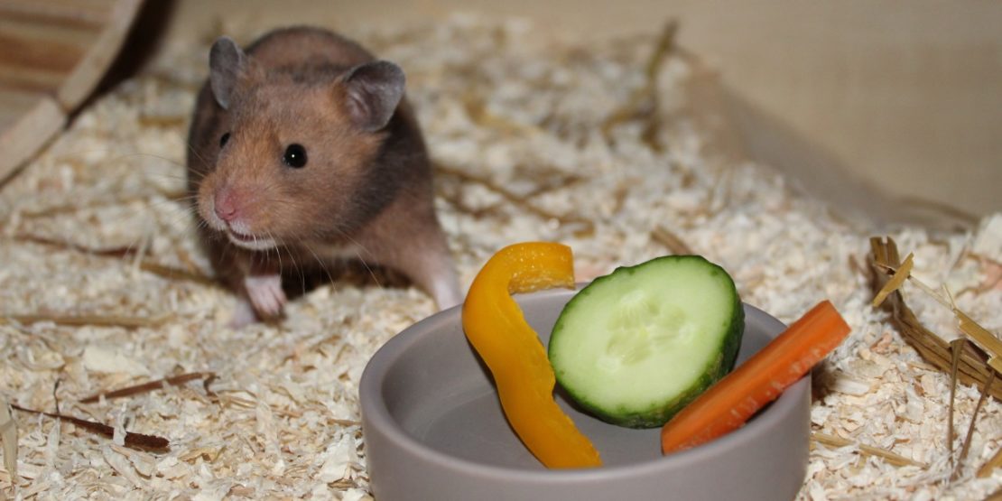 Goldhamster Käfig: Beachte diese 6 Kriterien bei der Käfigauswahl!