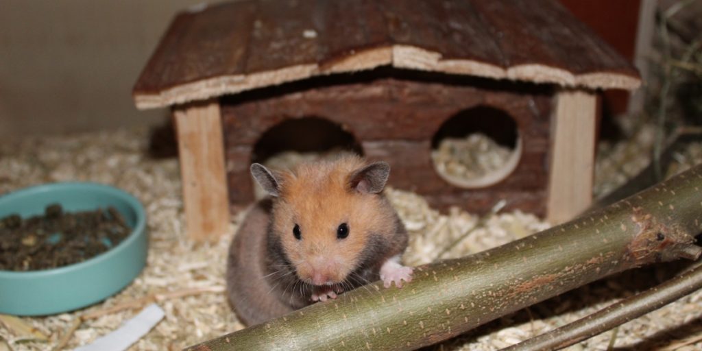 Goldhamster Portrait: Welche Eigenschaften hat der goldige Hamster?