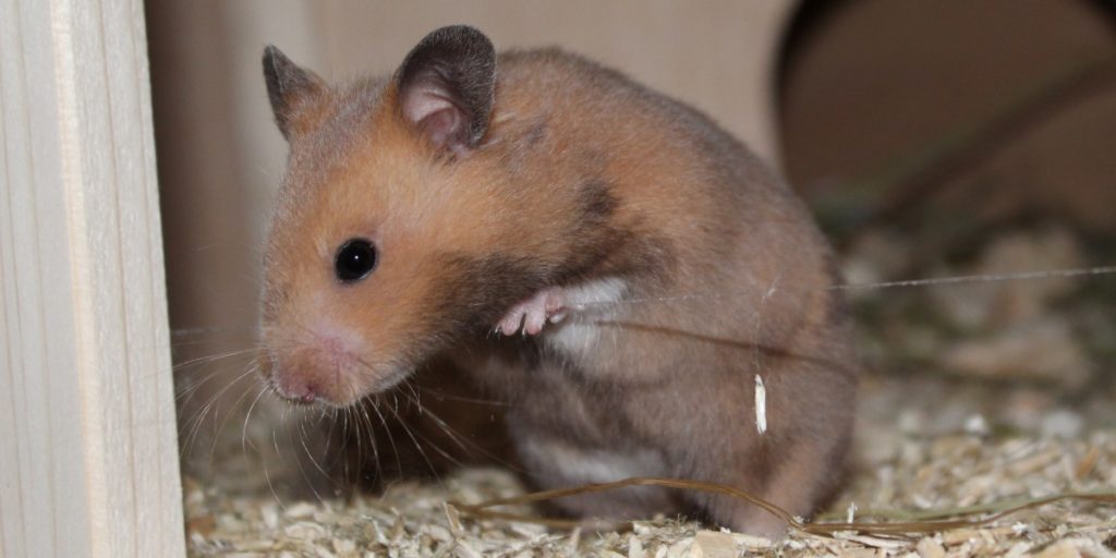 Goldhamster Portrait: Welche Eigenschaften hat der goldige Hamster?