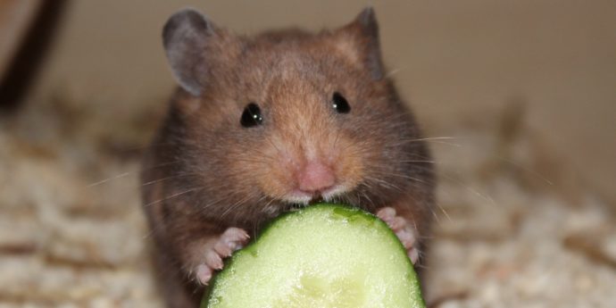 Goldhamster Ernährung: Artgerecht und vital durch diese 3 Bestandteile