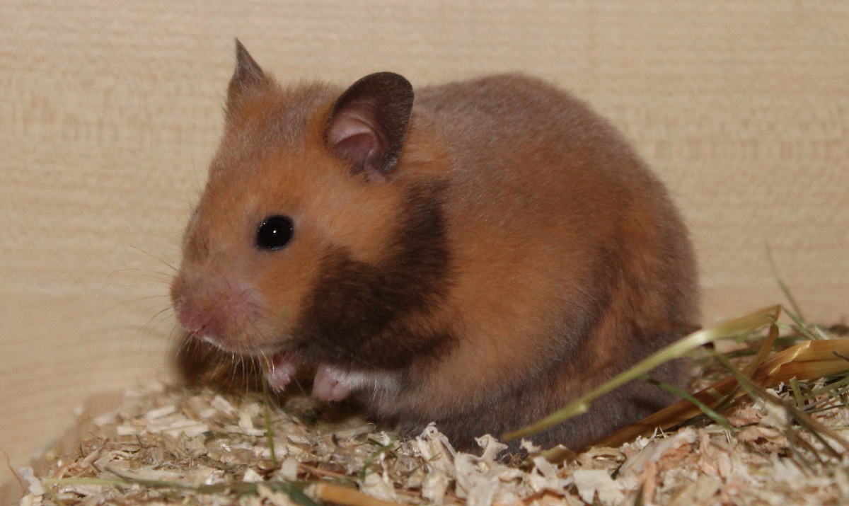 Goldhamster Portrait: Welche Eigenschaften hat der goldige Hamster?