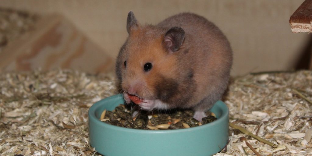 Goldhamster Ernährung: Artgerecht und vital durch diese 3 Bestandteile