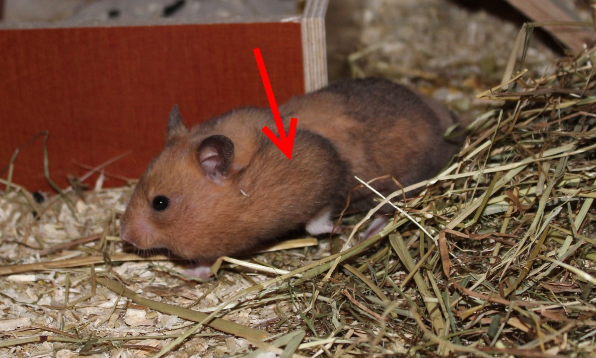 Was tun, wenn der Hamster hamstert, statt zu fressen? - Hamstern erklärt