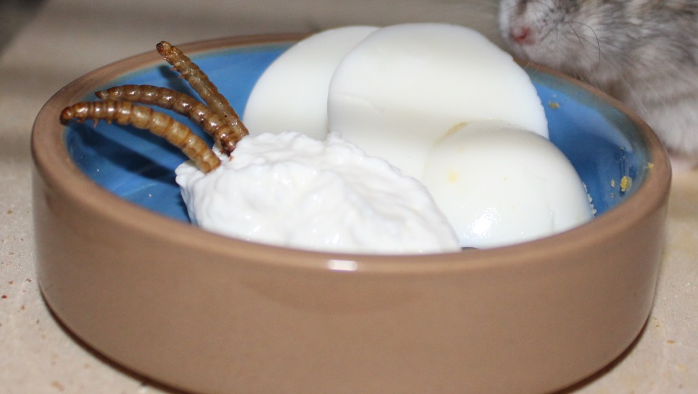 Hamsterfutter • 5 Bestandteile für einen gesunden und vitalen Hamster!