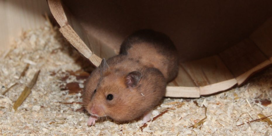 Was essen Hamster am liebsten? - Tipps für gesunde Leckerlies