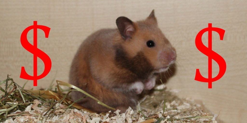 Was essen Hamster? - Die Ernährung sollte aus 4 Futtersorten bestehen