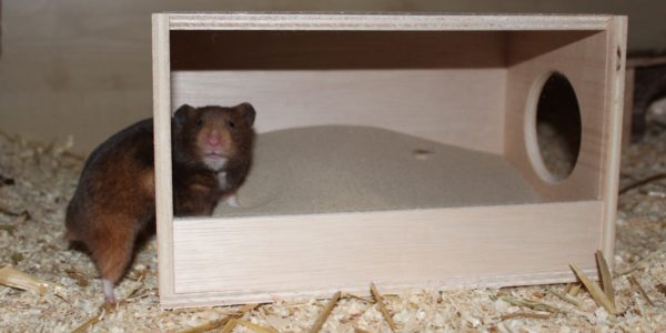Sandbad für den Hamster: Diese Varianten sind zu empfehlen!
