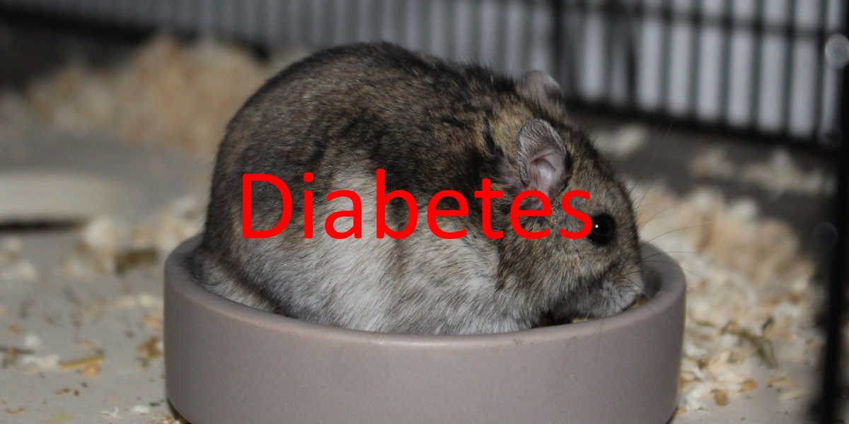 Was tun wenn der Hamster Diabetes hat? - Welches Futter bekommt er?