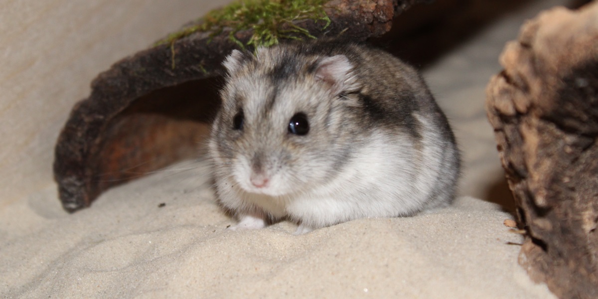 Startseite - Hamster-Haltung.de