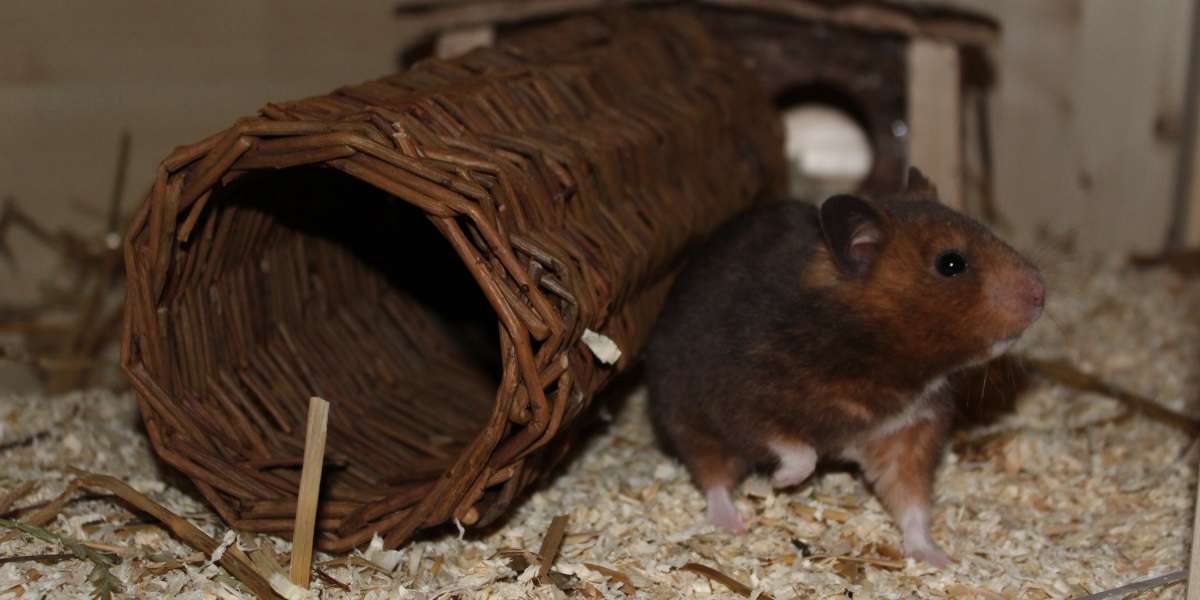 Weidentunnel für Hamster: So wählen sie Durchmesser und Länge richtig
