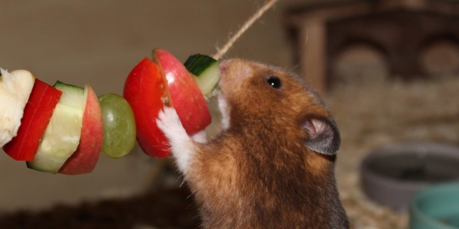 Was essen Hamster am liebsten? - Tipps für gesunde Leckerlies