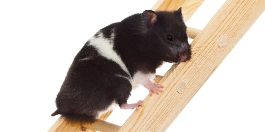 Was ist ein Pandahamster? - Goldhamster mit schwarz-weißem Fell